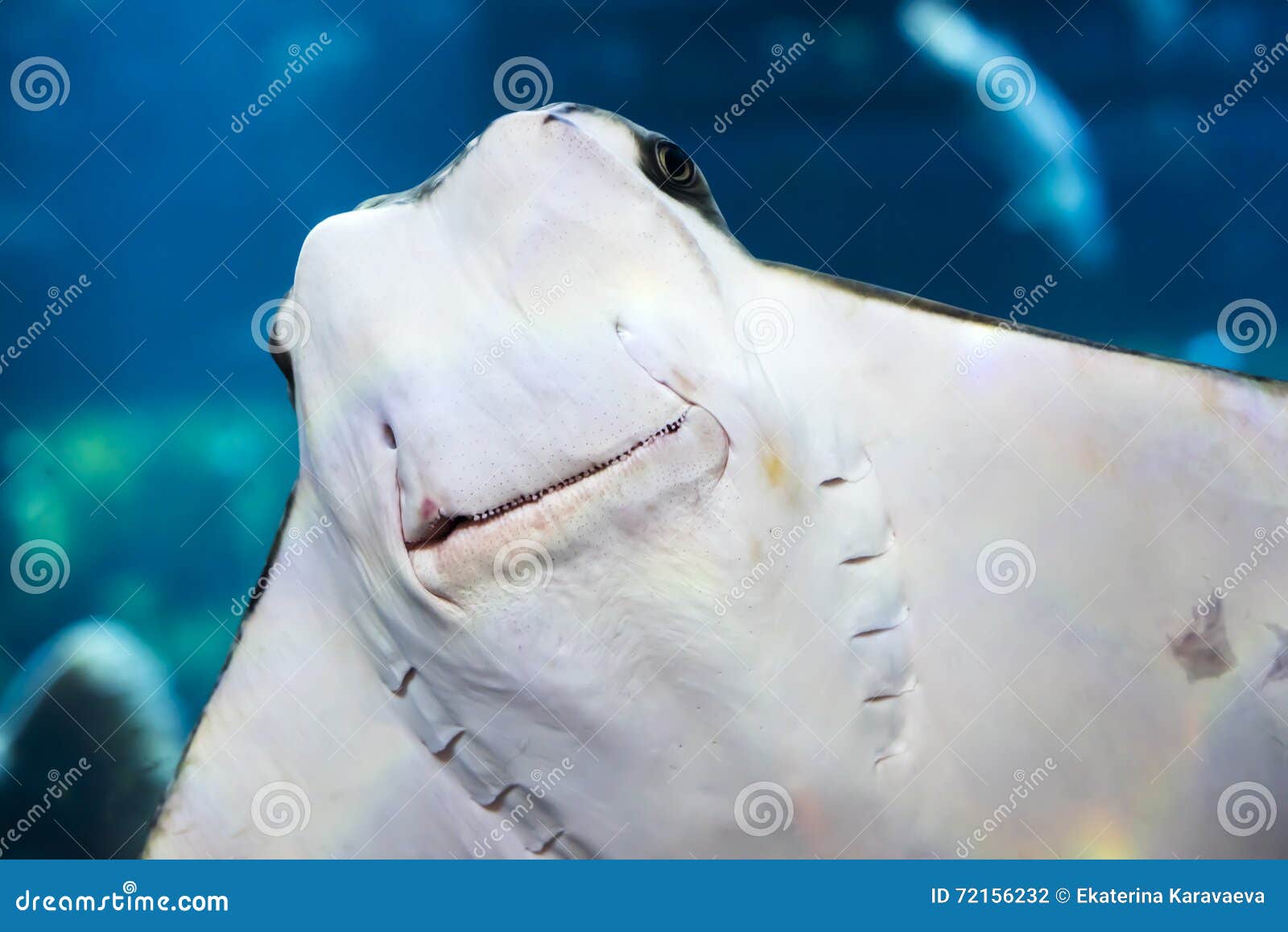 Smile of the stingray stock photo. Image of dubai, closeup - 72156232