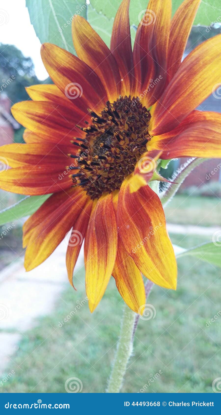 Smile at the sun stock photo. Image of smile, flower - 44493668