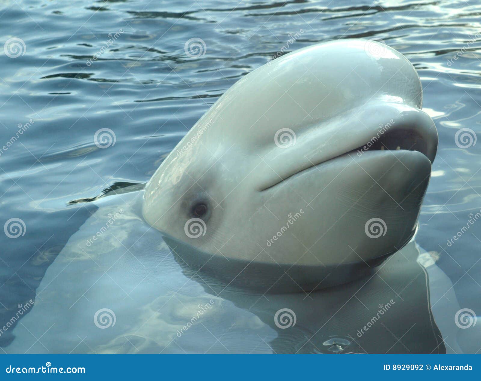 The Smile of the White Beluga Whale Stock Photo - Image of life ...