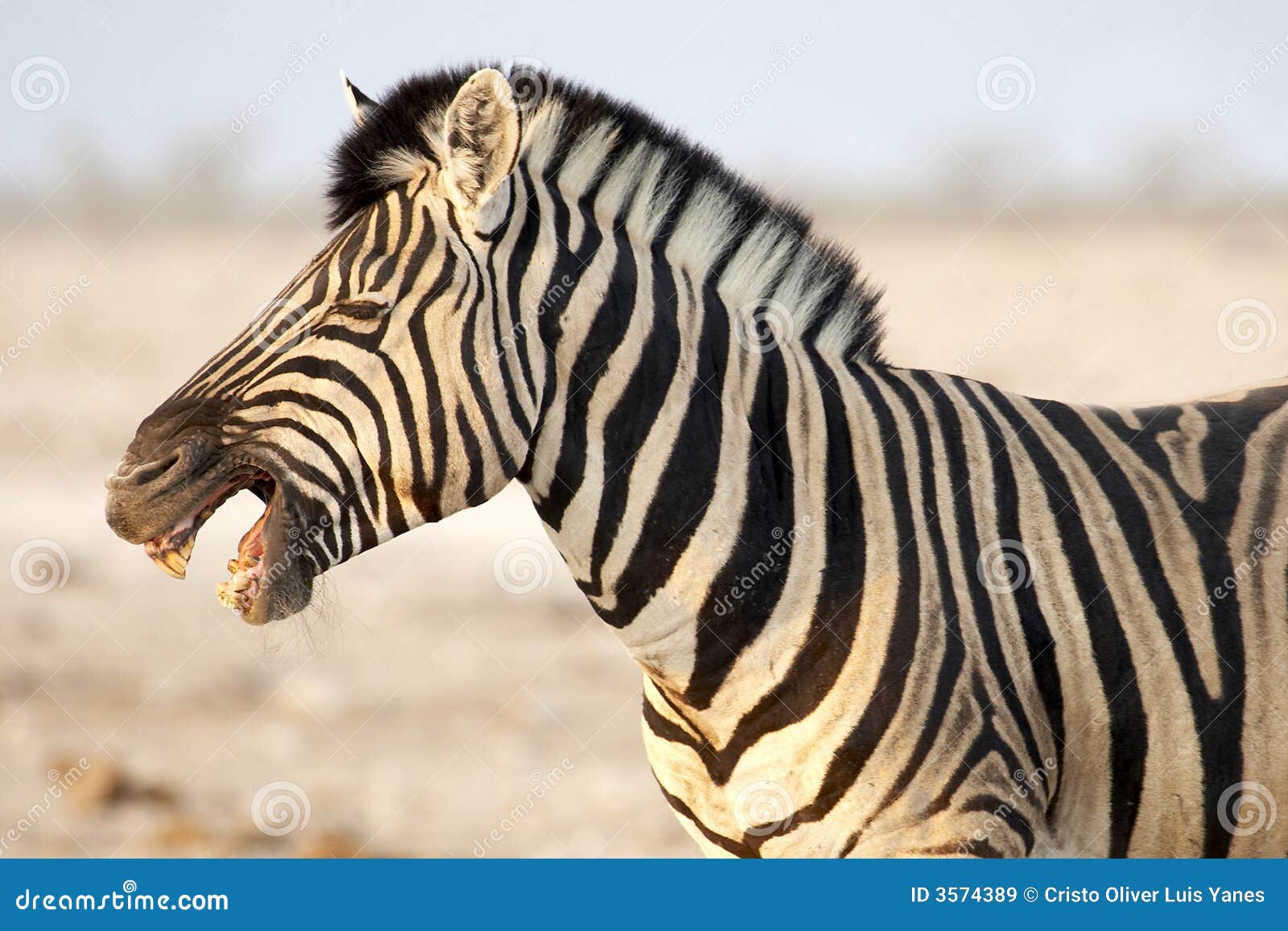 Smile Of Zebra Picture. Image: 3574389