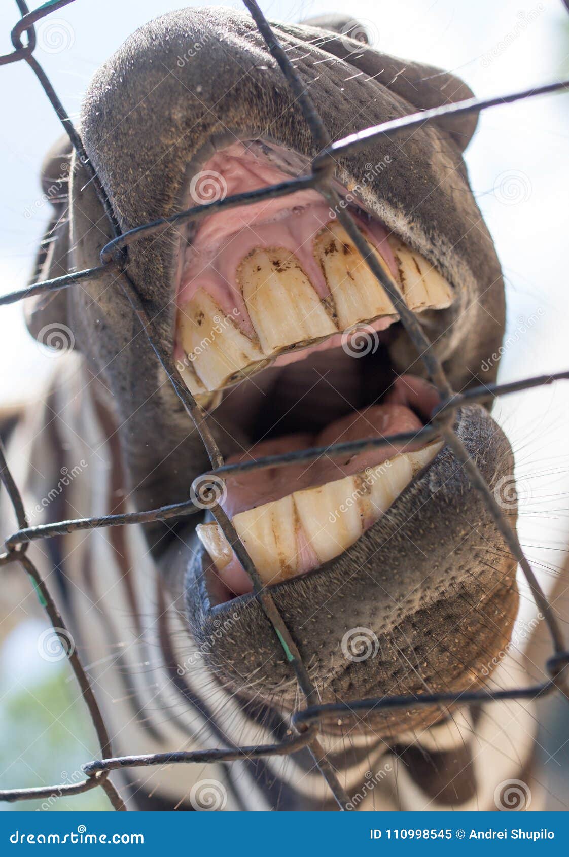 Smile Zebra in Zoo in Nature Stock Image - Image of laughing, bite ...