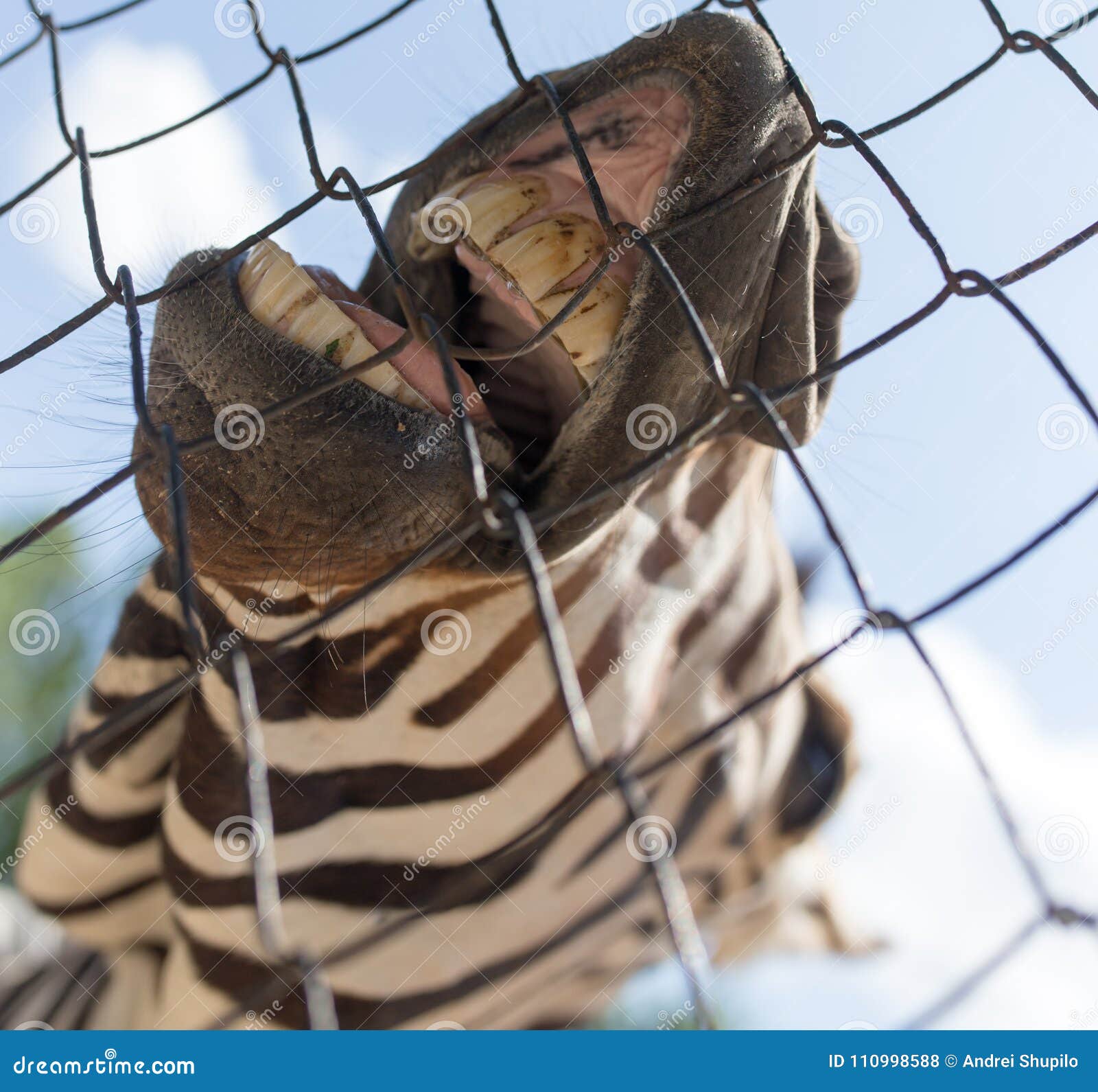 Smile Zebra in Zoo in Nature Stock Photo - Image of head, smiling ...