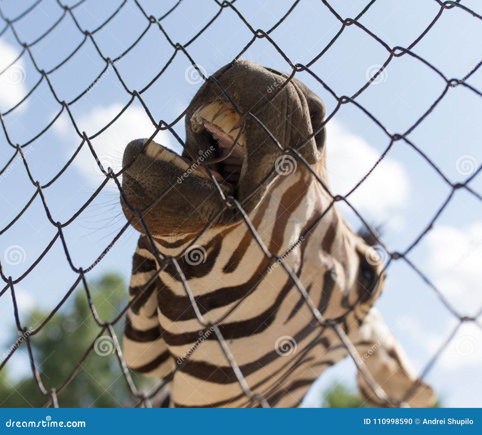Smile Zebra in Zoo in Nature Stock Photo - Image of animal, head: 110998590
