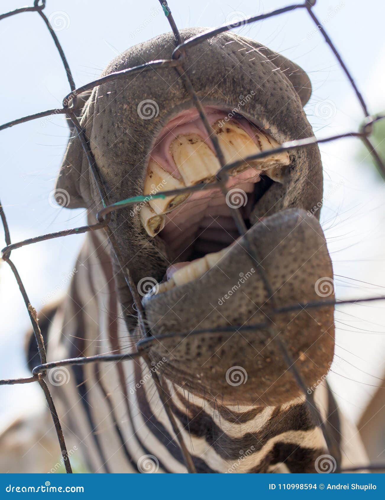 Smile Zebra in Zoo in Nature Stock Photo - Image of laugh, africa ...