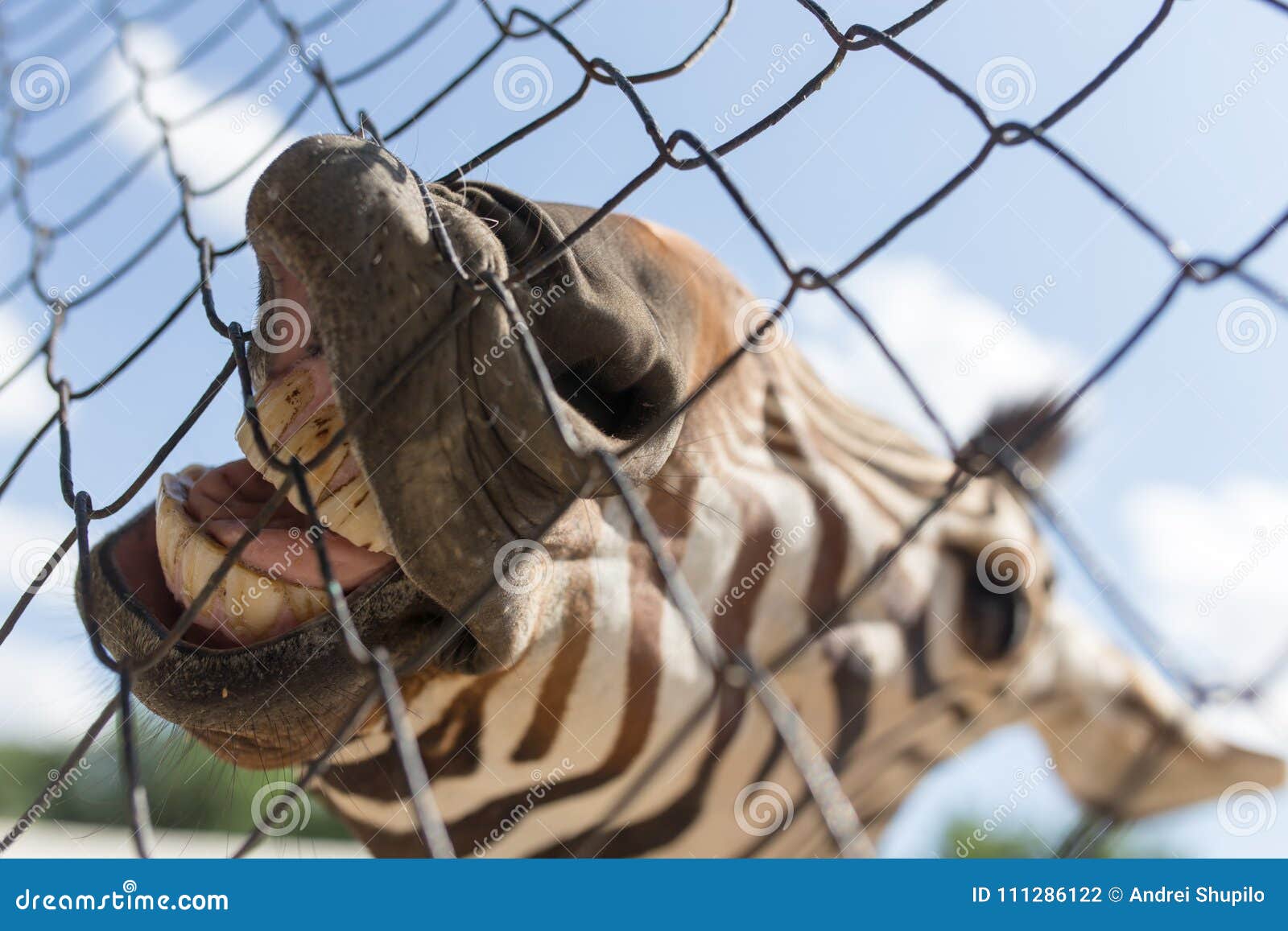 Smile Zebra in Zoo in Nature Stock Photo - Image of head, outdoor ...