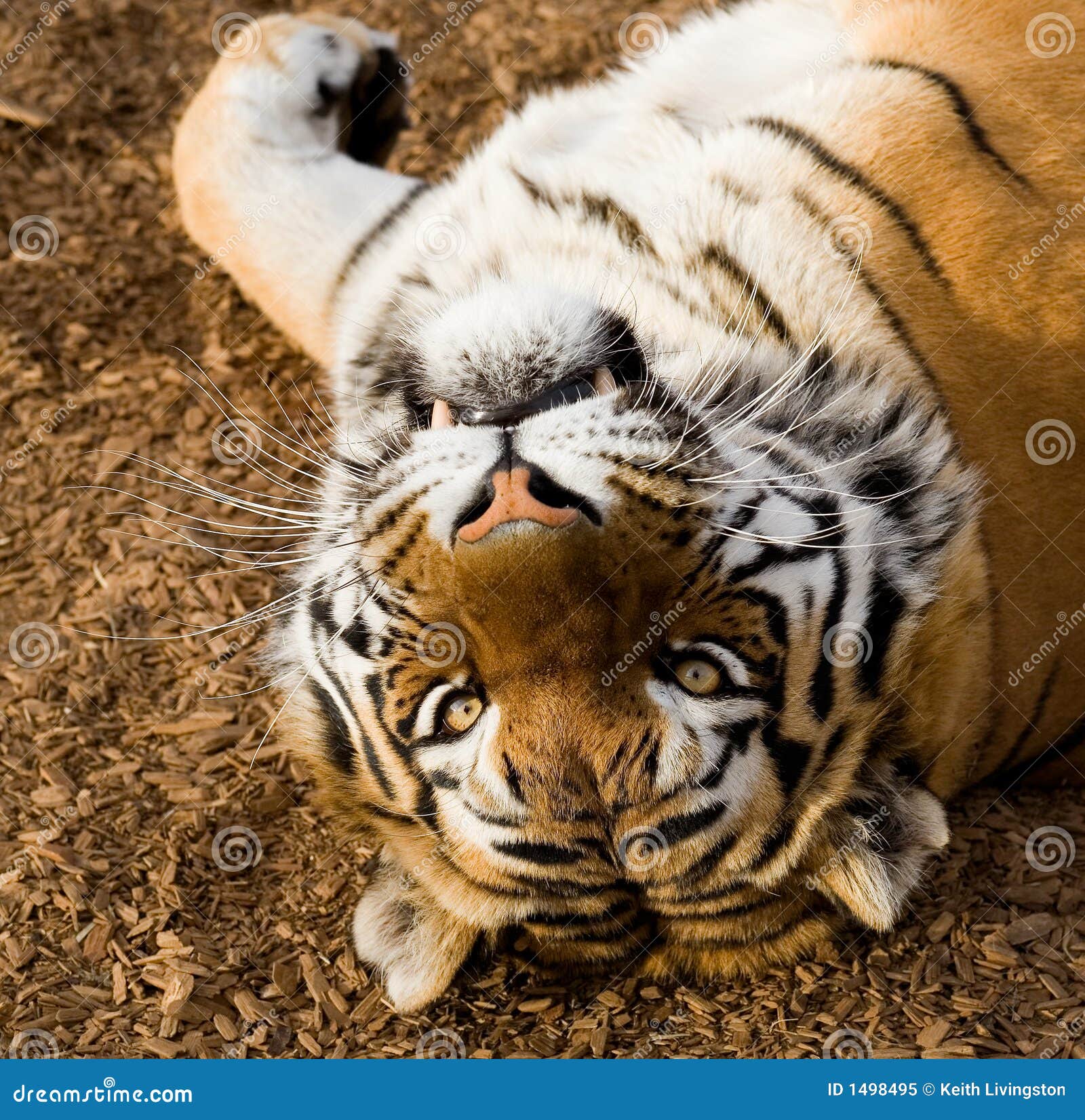 Smiley stock image. Image of powerful, tiger, smile, india - 1498495