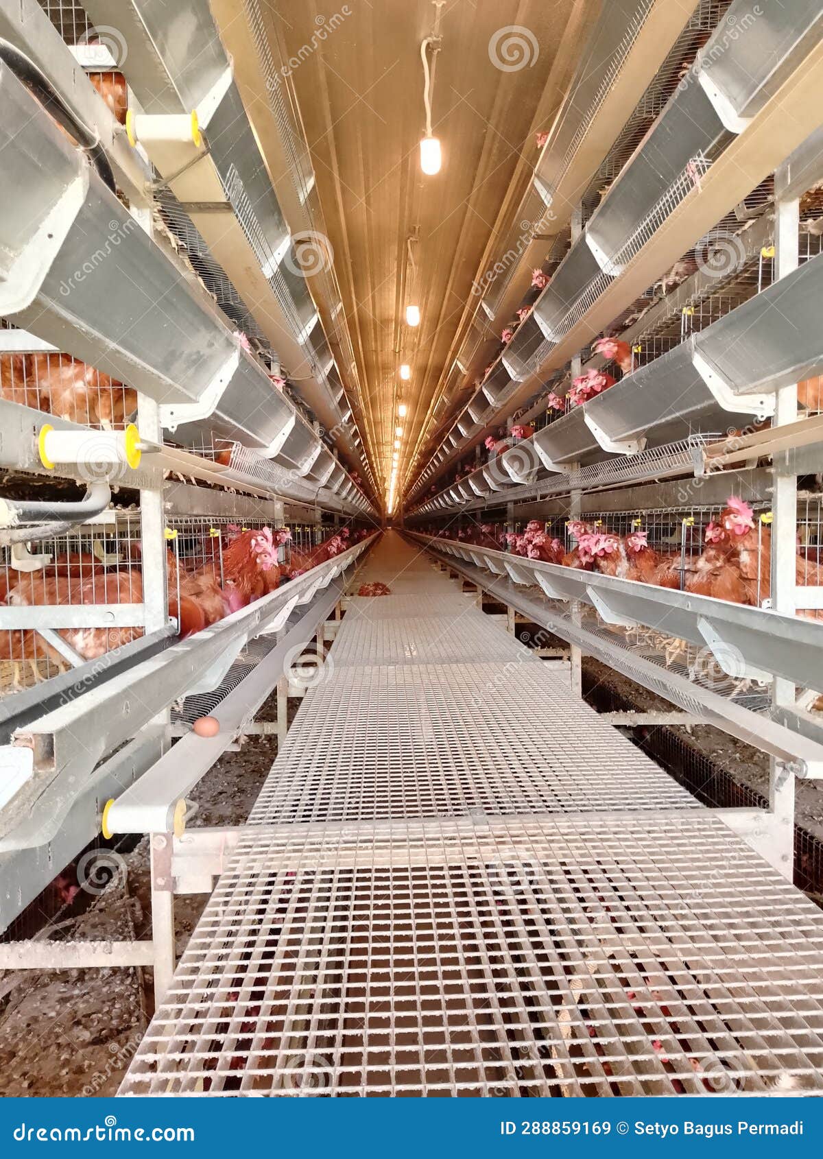 Smiley Eggy Farm Chicken in Indonesia Stock Image - Image of indonesia ...