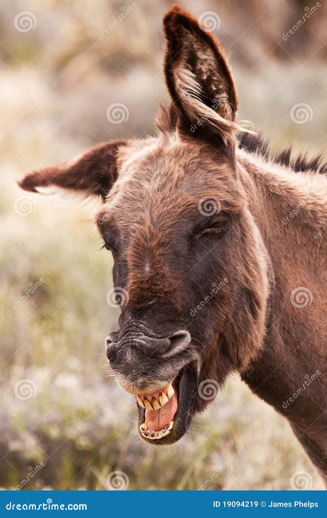 Smiling Mule