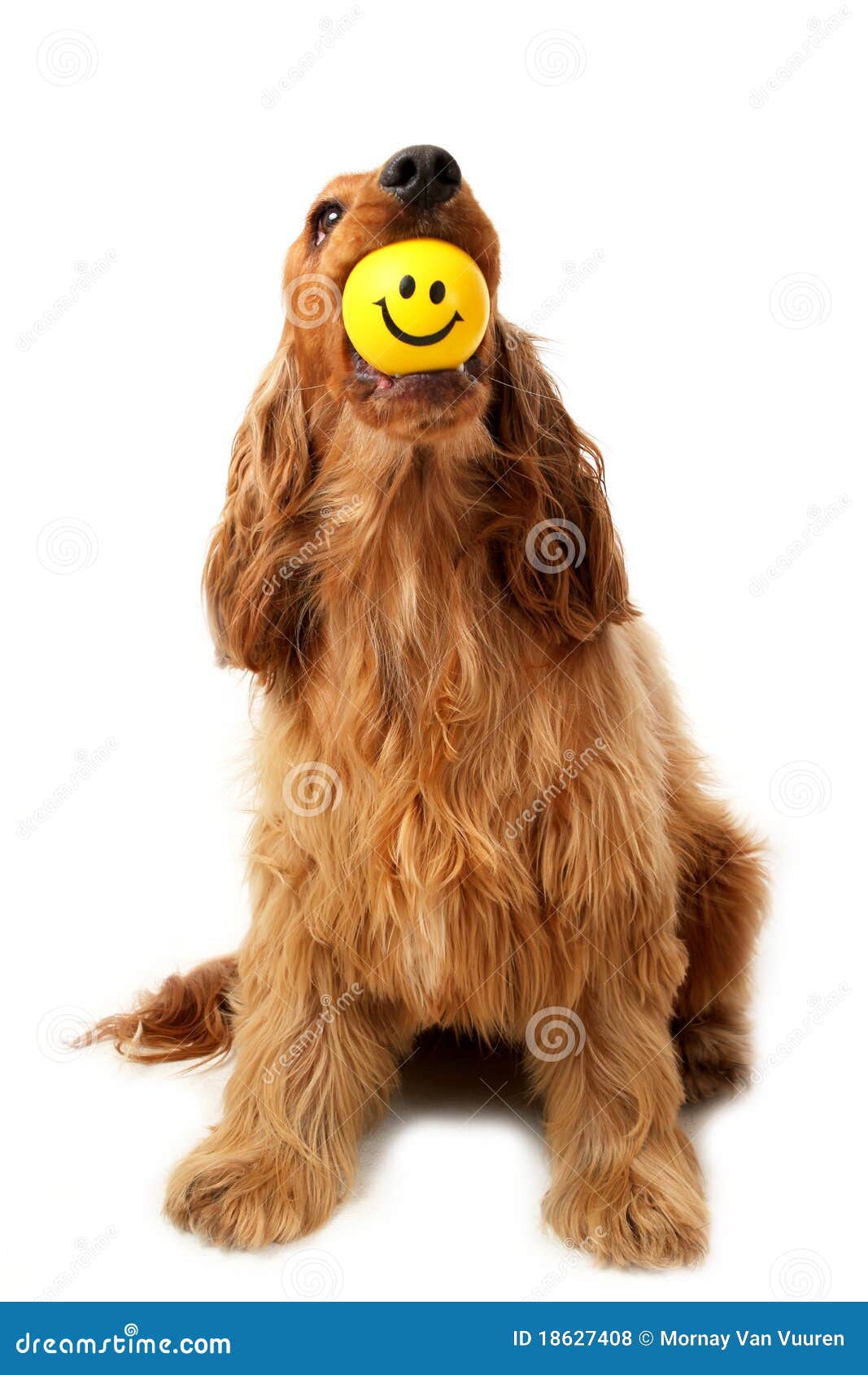 Smiley face dog stock photo. Image of cocker, play, face - 18627408