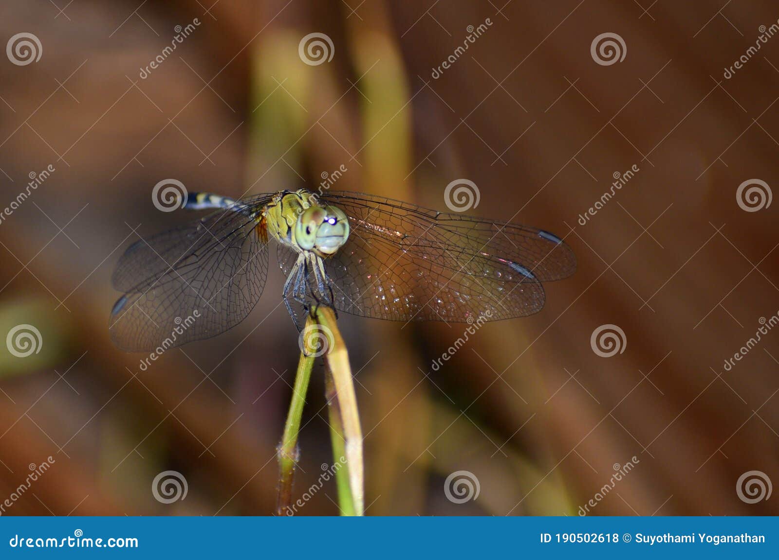Smiley Face in a Dragon Fly Stock Photo - Image of smile, nature: 190502618