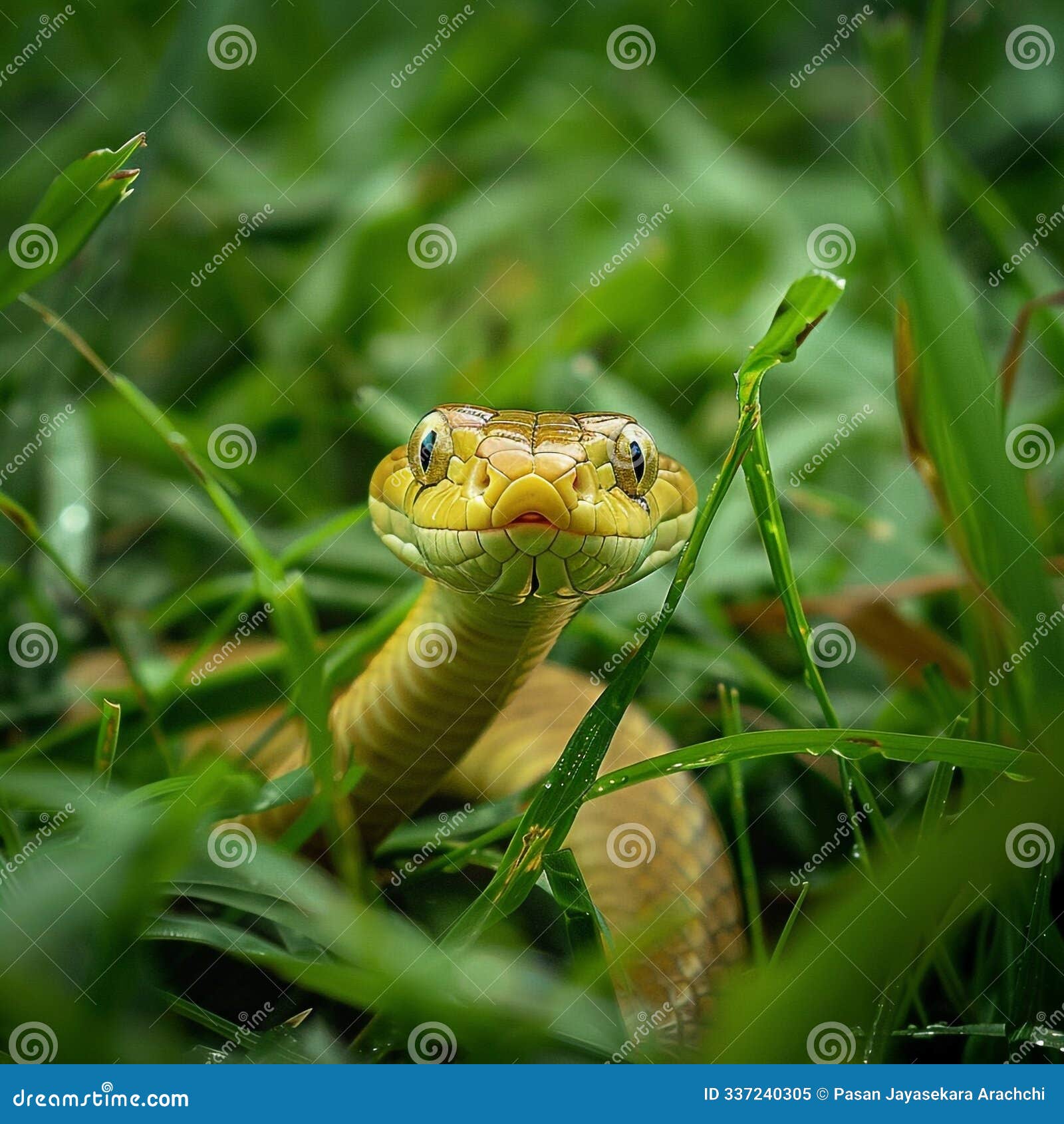 Smiley Face with Snake Slithering through Grass Stock Illustration ...