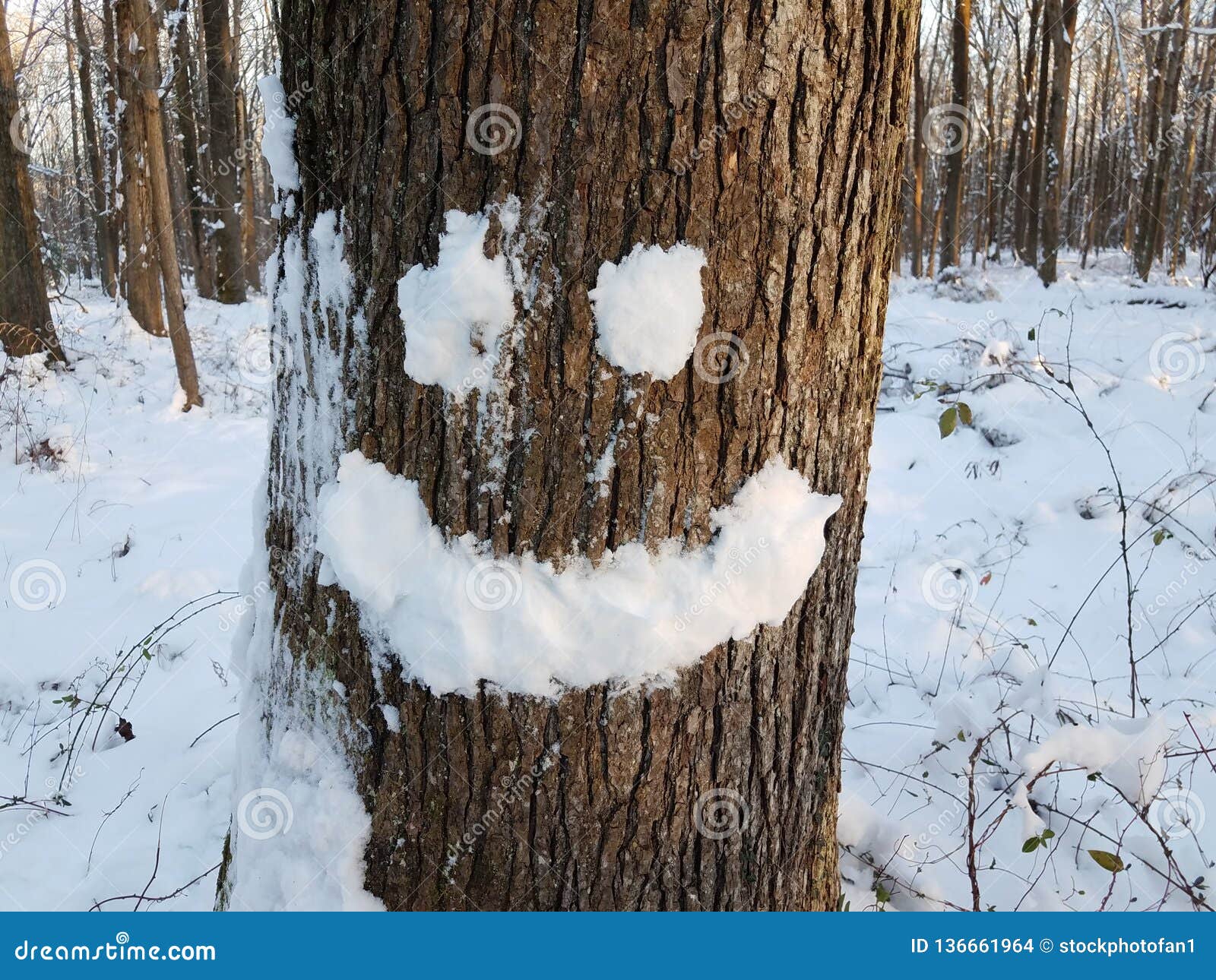 Smiley Face in Snow on Tree in the Forest with Trees in the Winter ...
