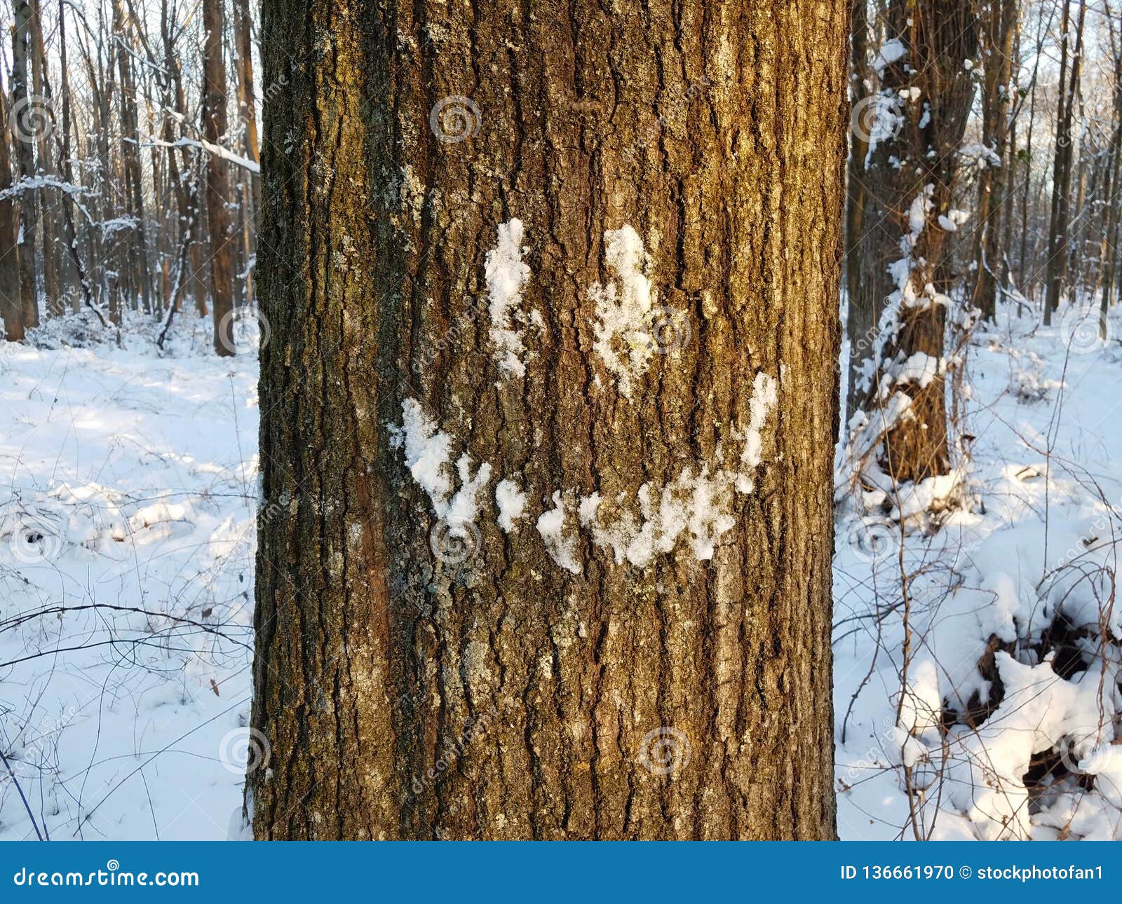Smiley Face in Snow on Tree in the Forest with Trees in the Winter ...