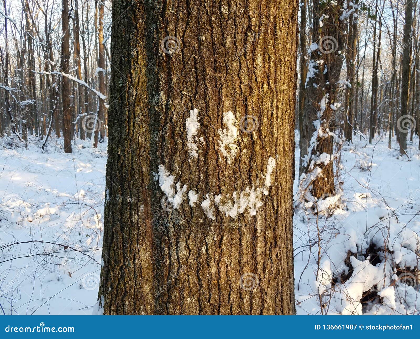 Smiley Face in Snow on Tree in the Forest with Trees in the Winter ...