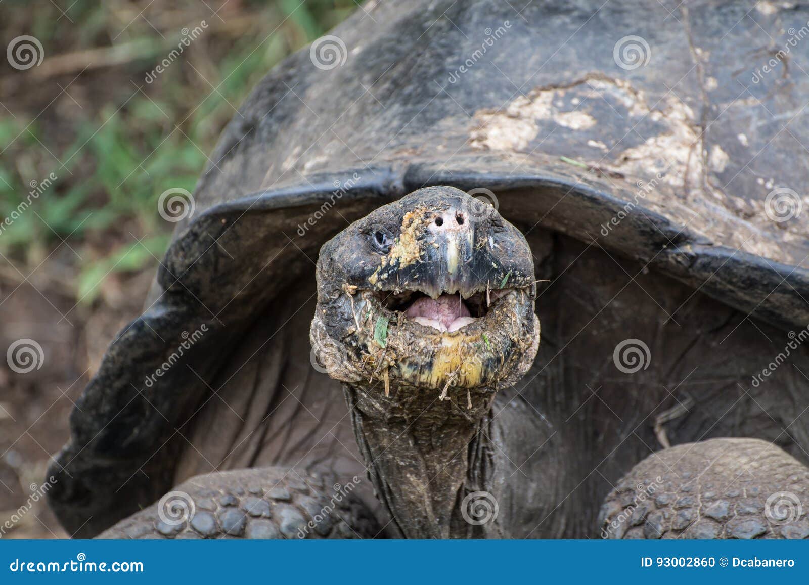 Smiley Giant Tortoise - Chelonoidis Nigra Stock Photo - Image of ...