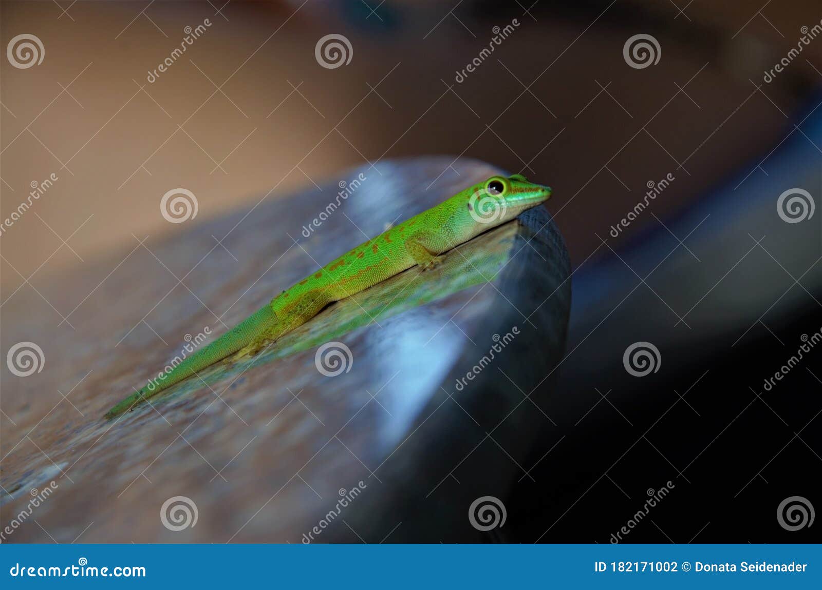 A Smiley Green Lizard :) stock photo. Image of relax - 182171002