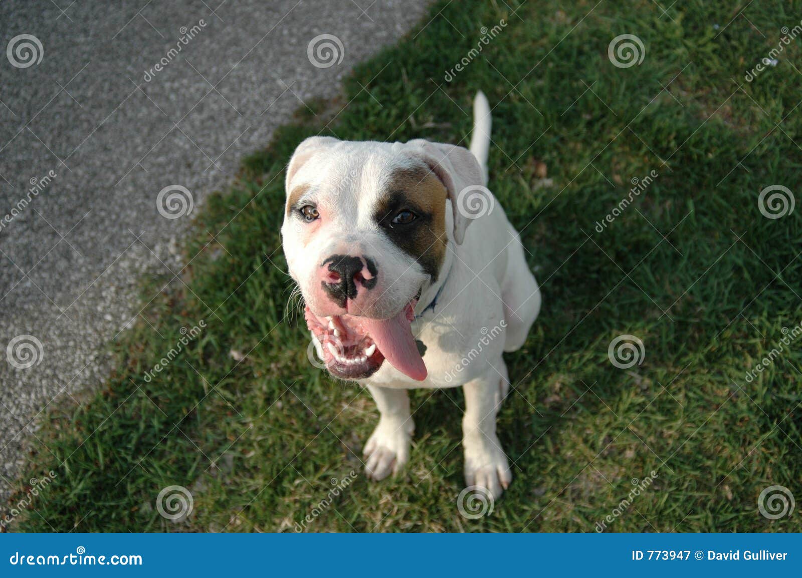 Smiley-Hund stockbild. Bild von heck, hündchen, sitzen - 773947