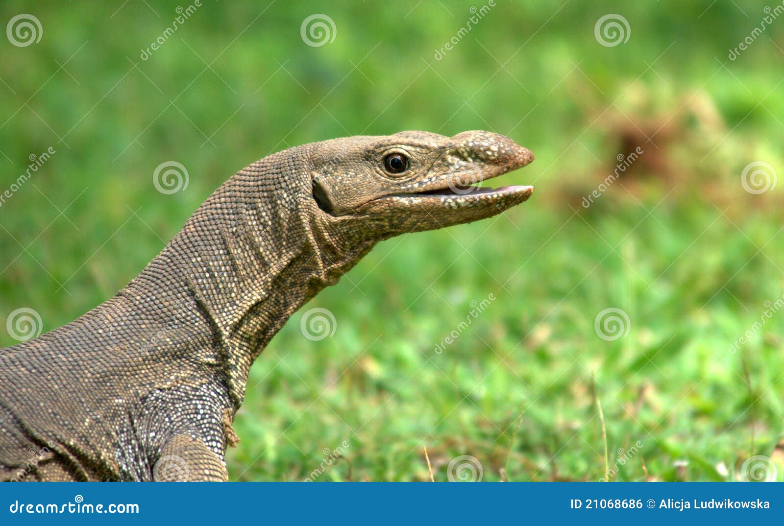 Smiley Lizard stock photo. Image of portrait, nature - 21068686