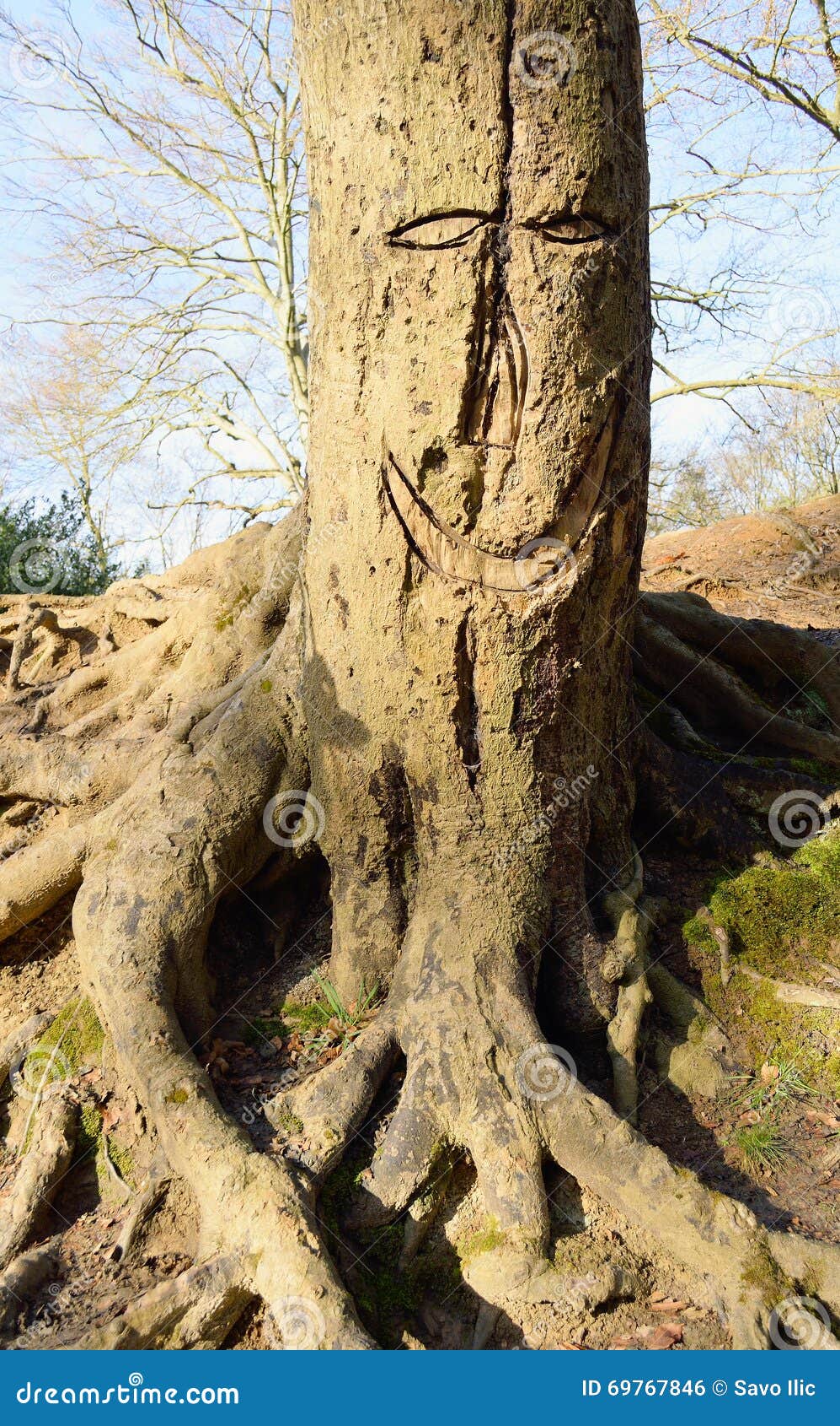 SMILEY stock photo. Image of trunk, roots, engraved, carved - 69767846