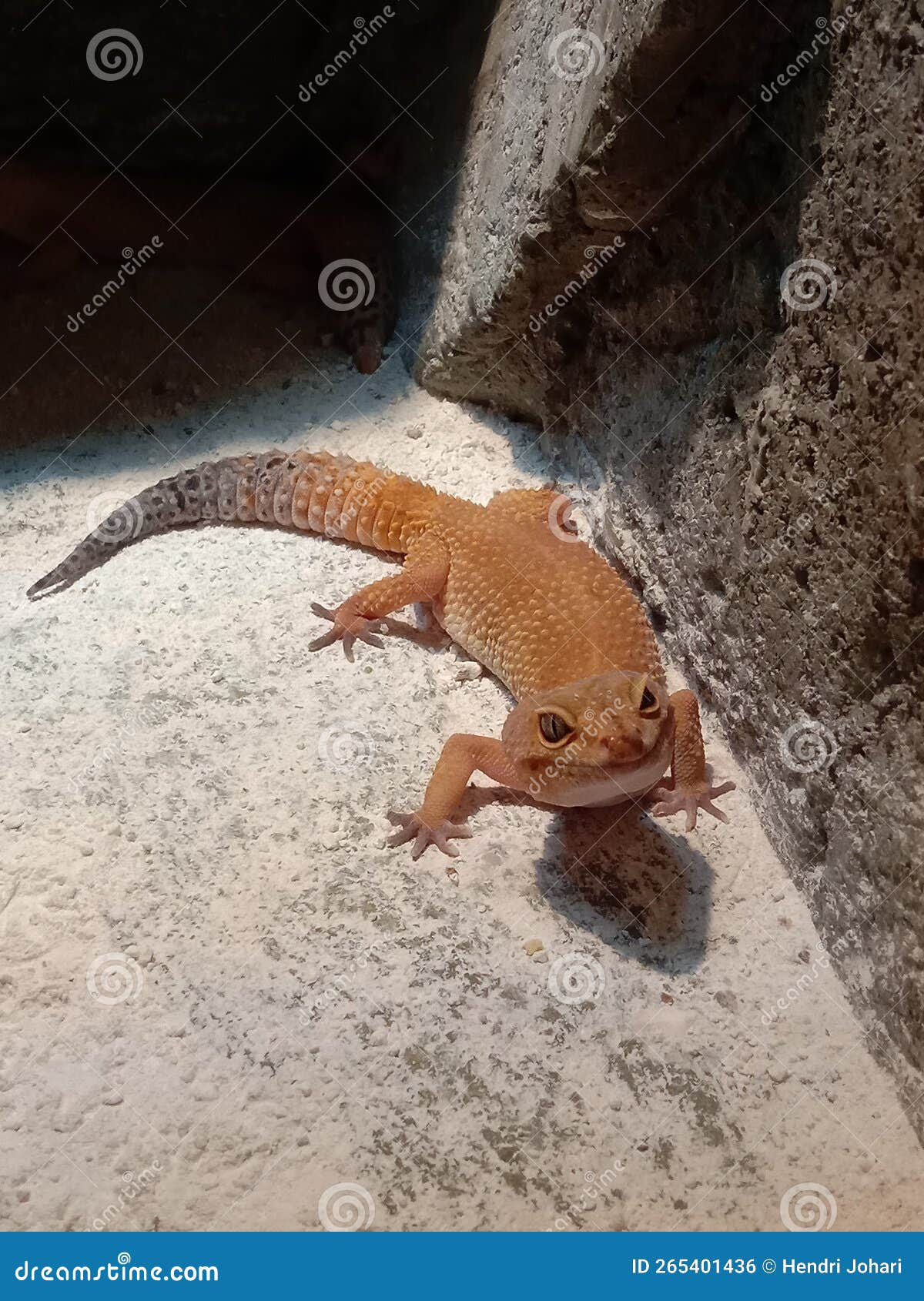 Smiley Orange Lizard Tiny Reptile Stock Photo - Image of orange ...