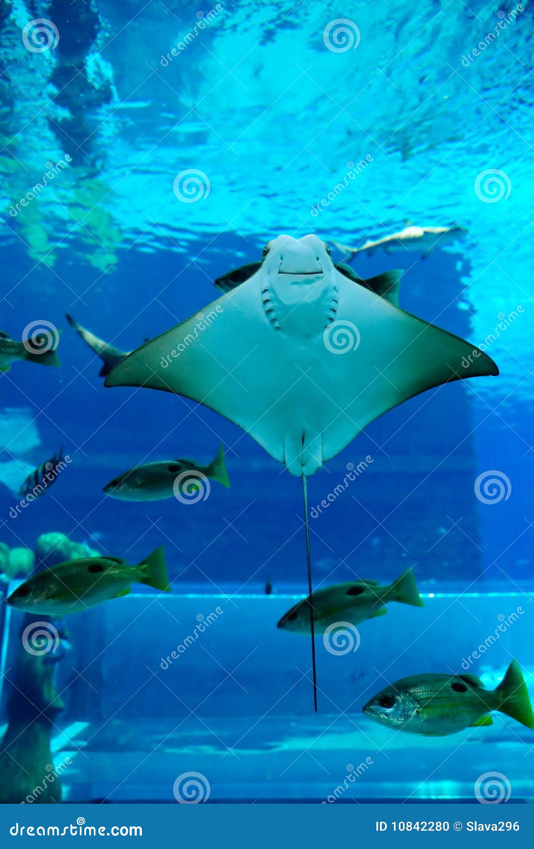 Smiley Ray in the aquarium stock photo. Image of water - 10842280