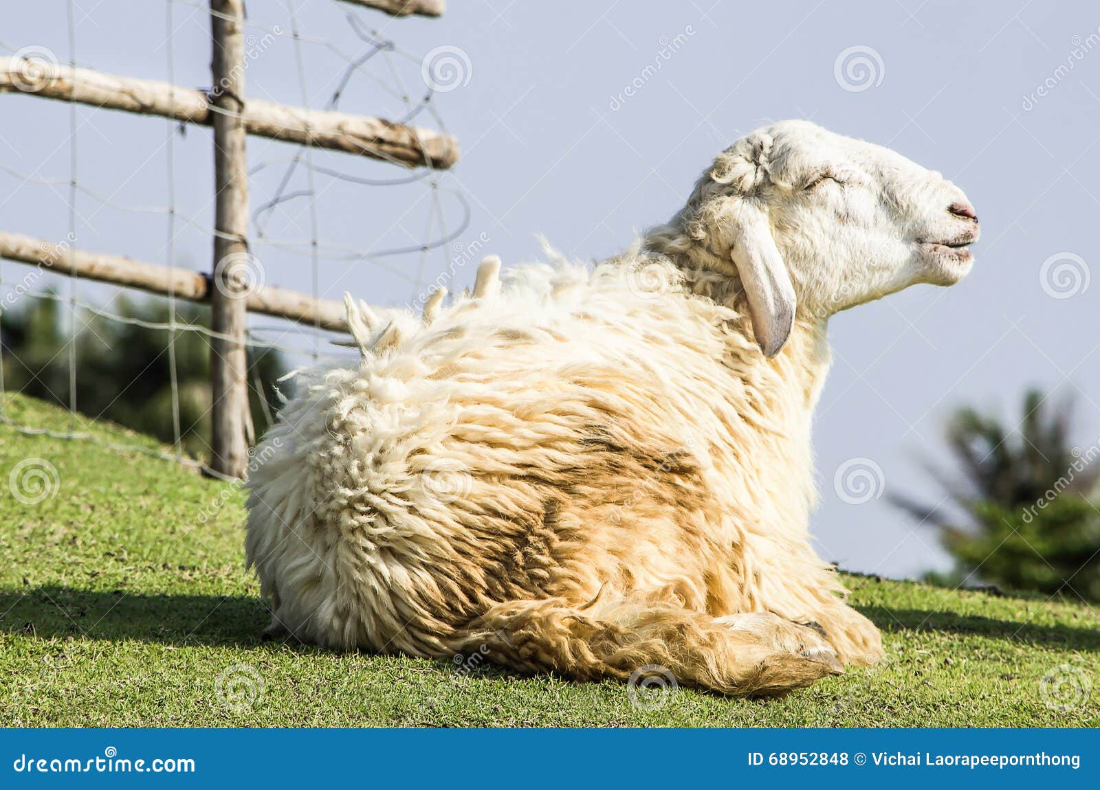Smiley Sheep in a Green Field Stock Photo - Image of flock, paddock ...