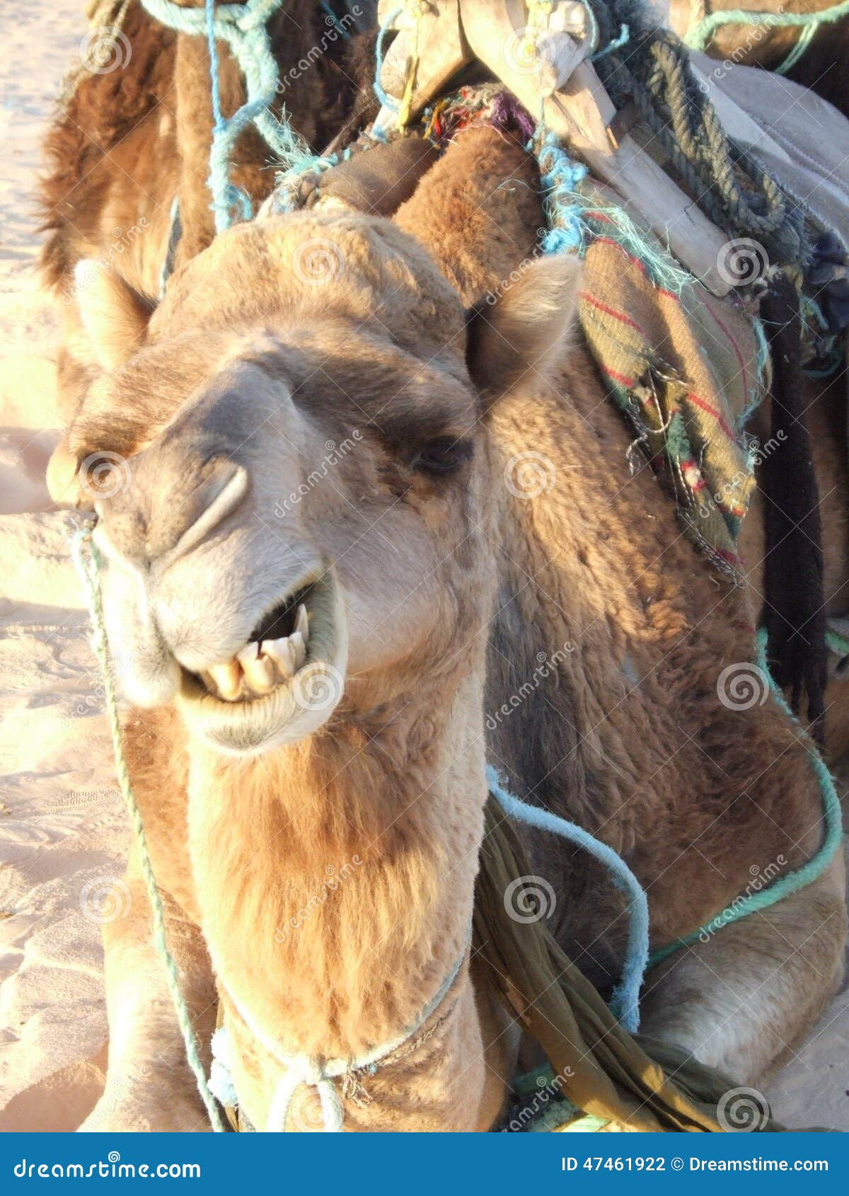 Smiley stock photo. Image of rest, tunisian, camel, sands - 47461922
