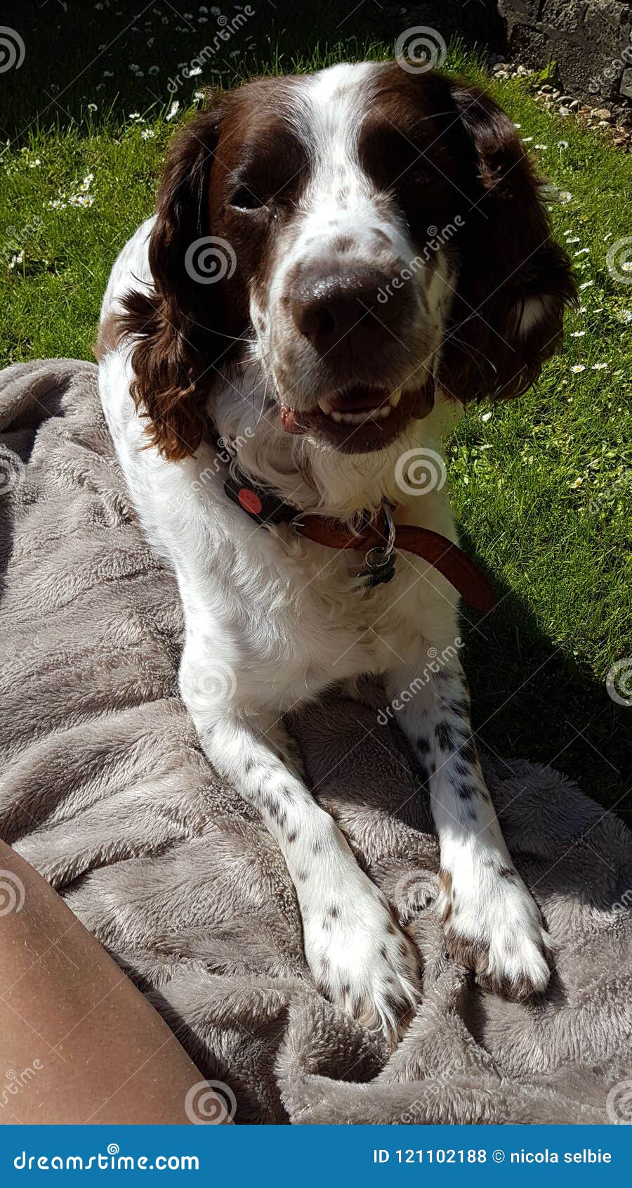 Smiley spaniel stock photo. Image of spaniel, springer - 121102188