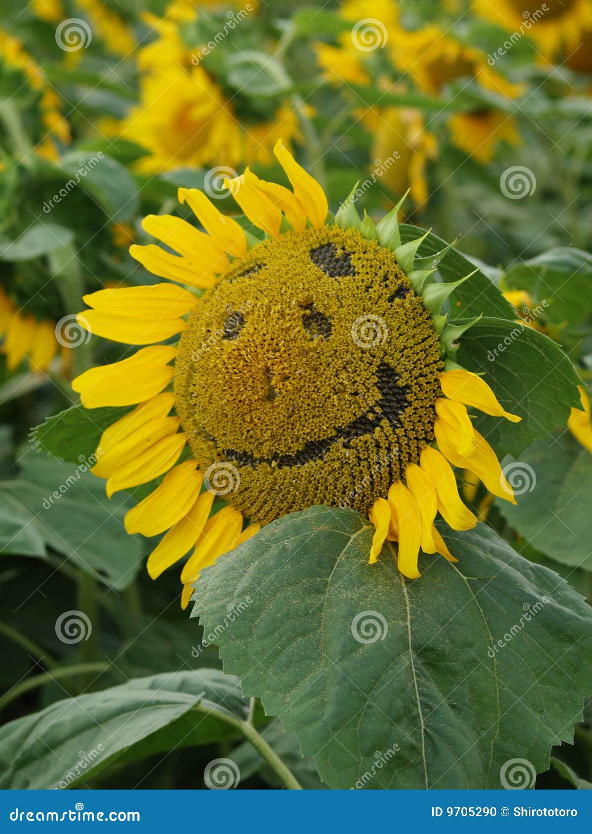 Smiley Sunflower stock photo. Image of farming, sunflower - 9705290