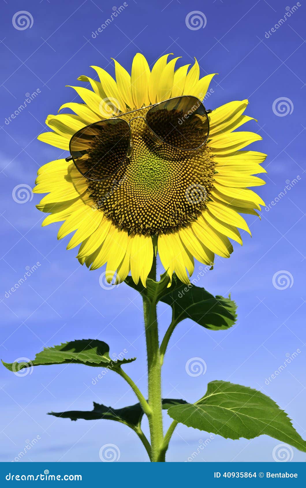 Smiley Sunflower Die Zonnebril Dragen Stock Foto - Image of botanisch ...