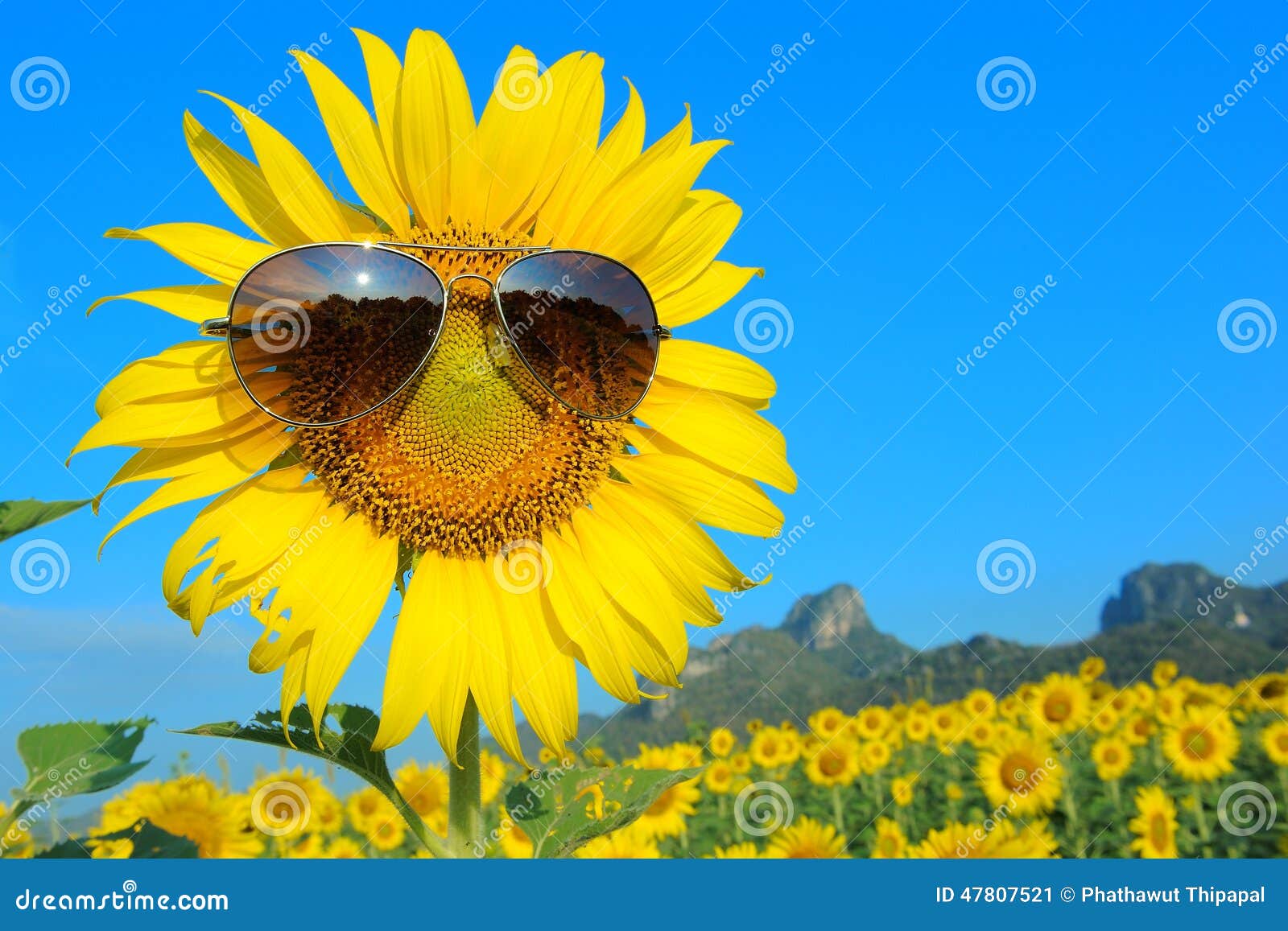 468 Smiley Sunflower Stock Photos - Free & Royalty-Free Stock Photos ...