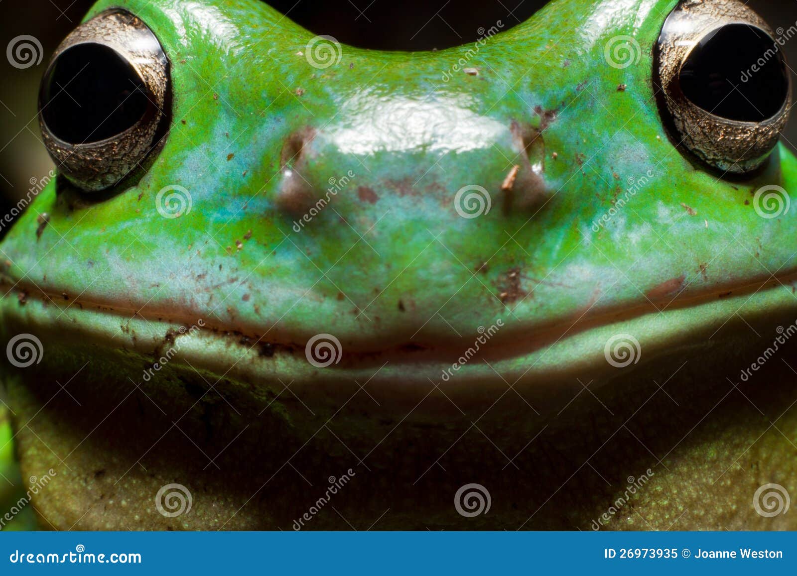 Smiley Frog Royalty-Free Stock Photography | CartoonDealer.com #97059641