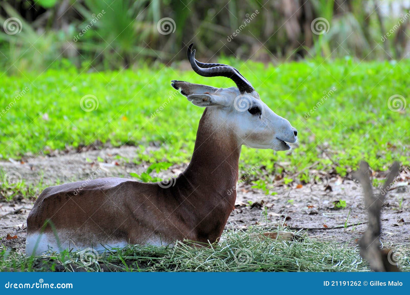 Smiling Addra Gazelle stock photo. Image of brown, smile - 21191262