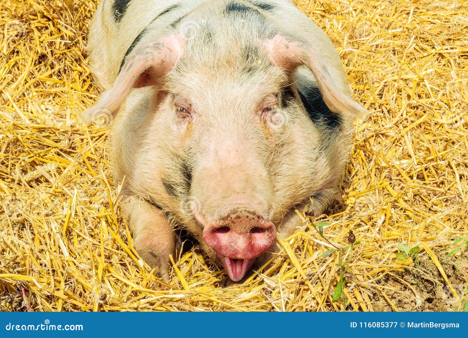 Smiling adult pig stock image. Image of agriculture - 116085377