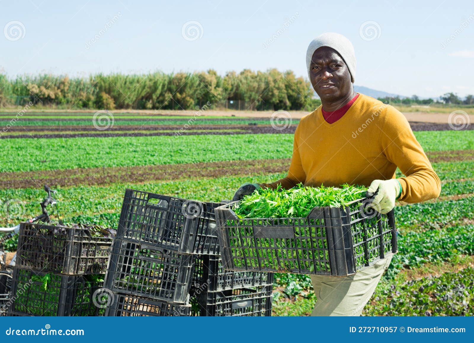 Smiling Afro American Farmer Holding Crate with Arugula Stock Image ... Smiling Afro American Farmer Holding Crate with Arugula Stock Image ...