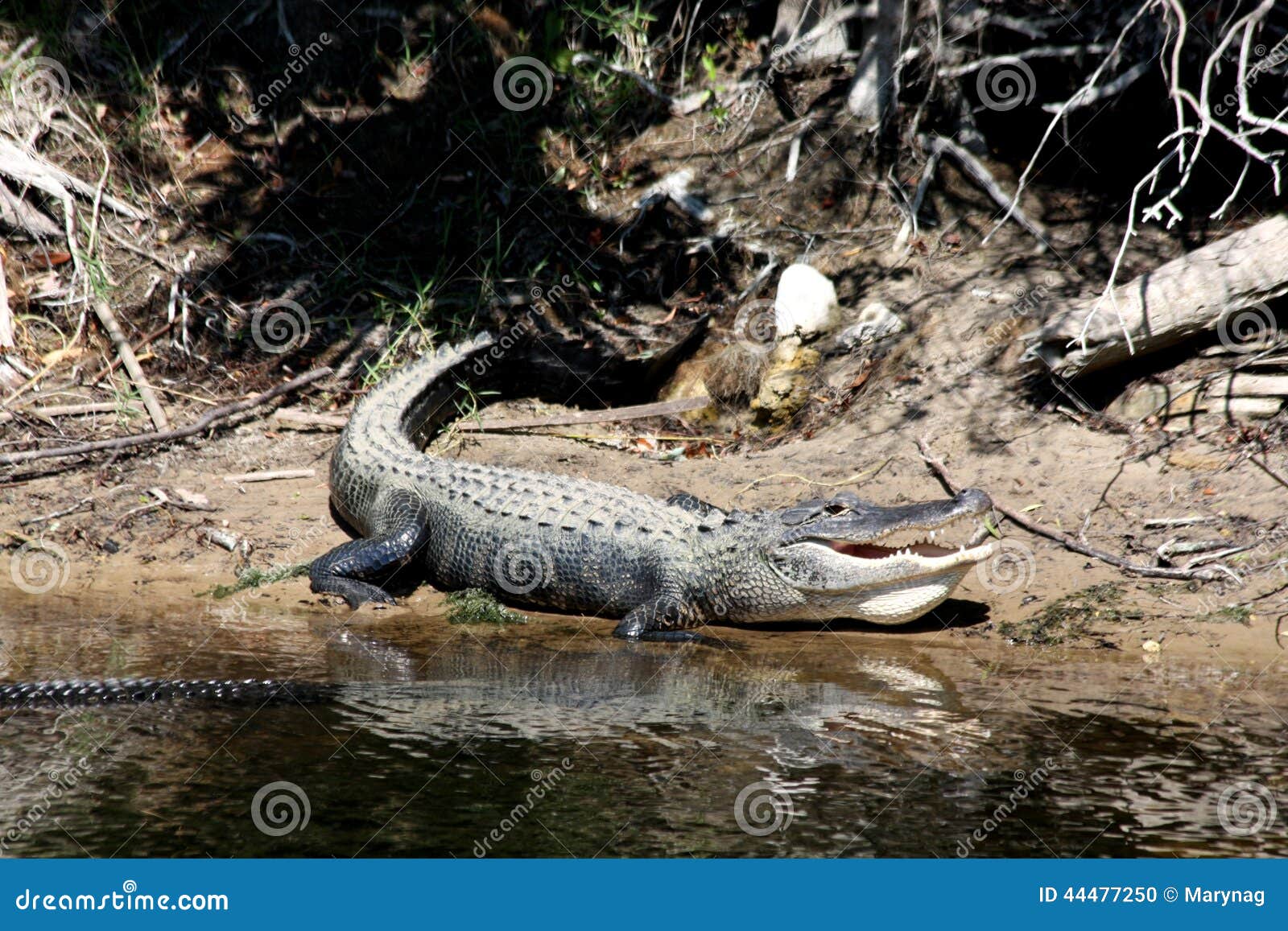 Smiling alligator stock photo. Image of wildlife, mouth - 44477250