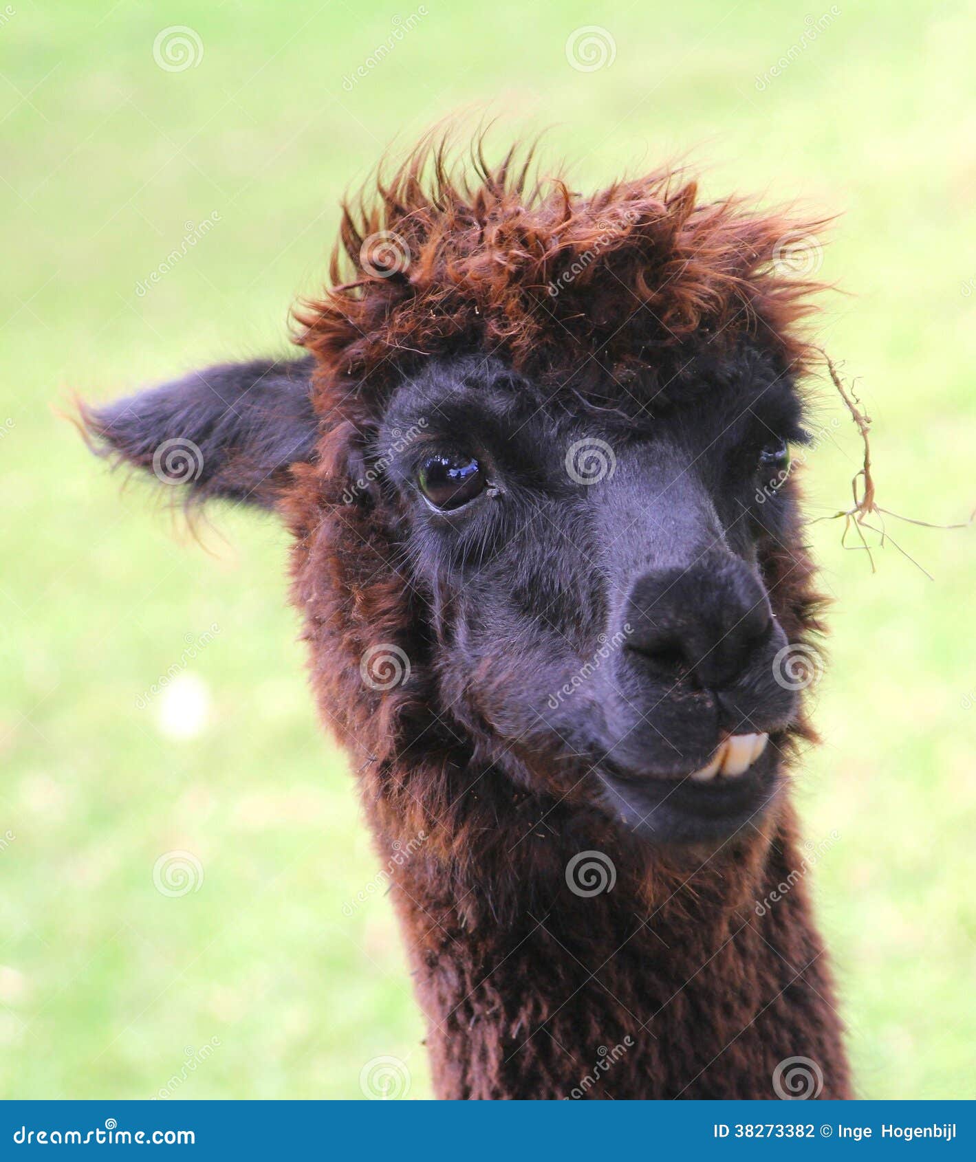 Smiling Alpaca in close up stock photo. Image of america - 38273382
