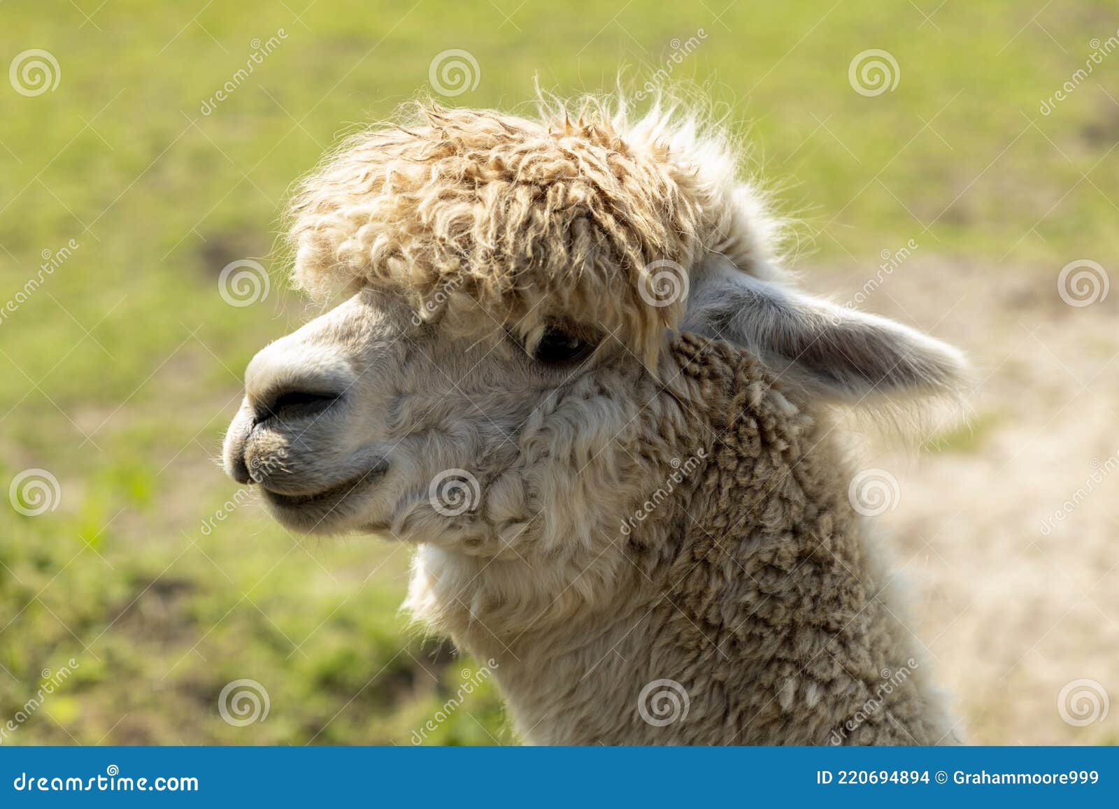 Smiling alpaca stock photo. Image of wool, smile, mammal - 220694894
