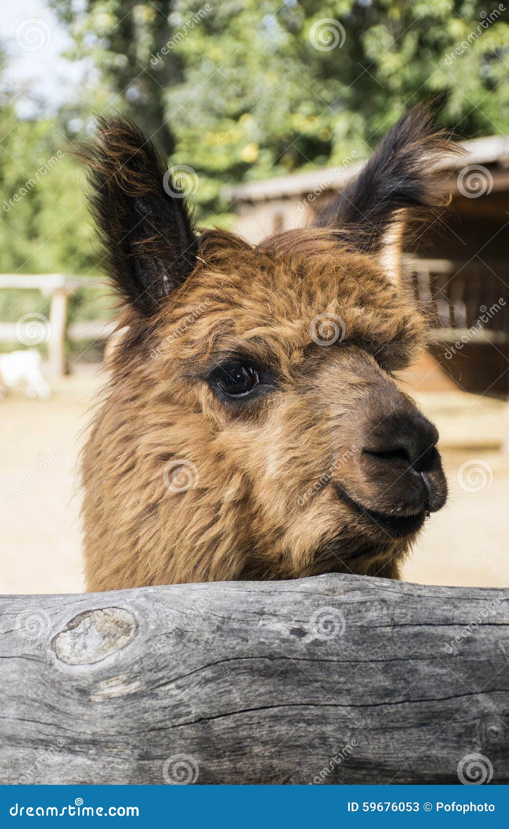 SMILING ALPACA stock image. Image of alpaca, face, head - 59676053
