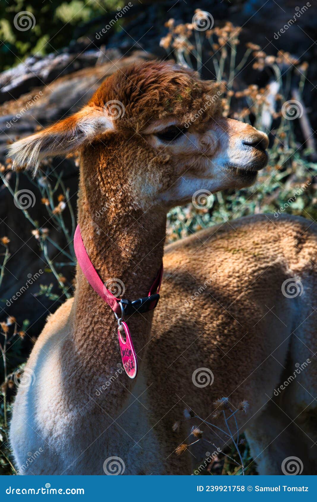 Smiling Alpaca in the wild stock photo. Image of mammal - 239921758