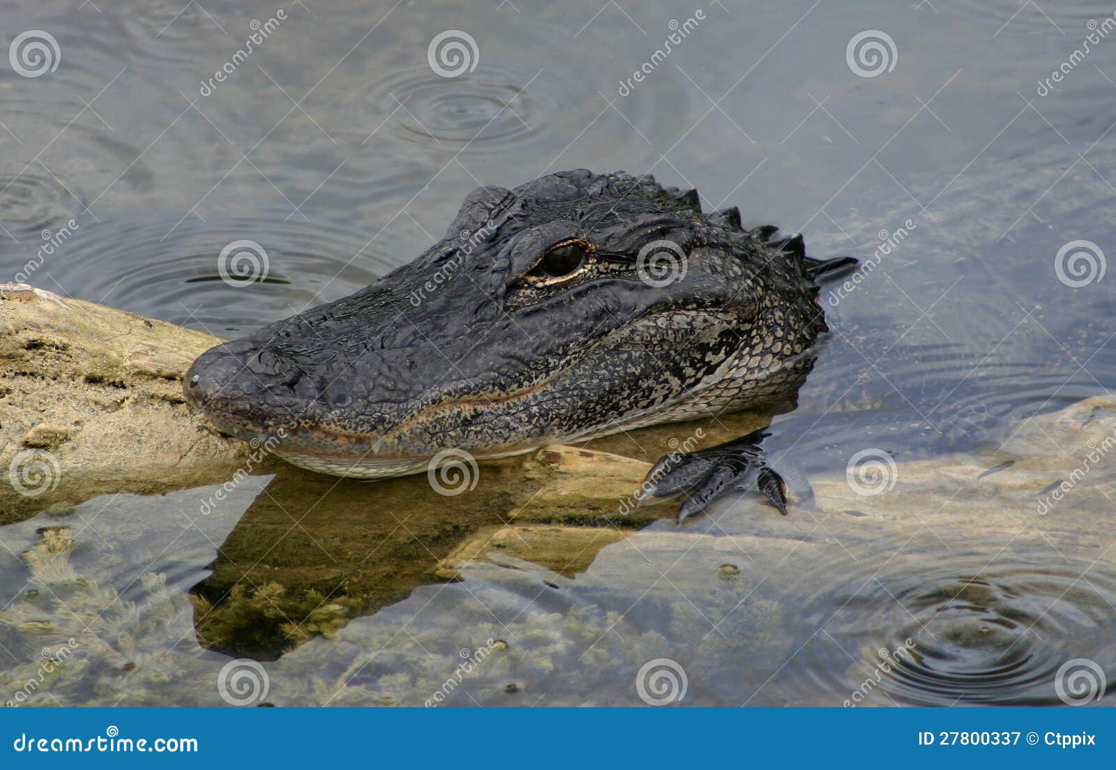 Smiling American Alligator stock image. Image of nature - 27800337