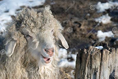 Smiling Angora Goat stock photo. Image of mammals, ground - 8464846