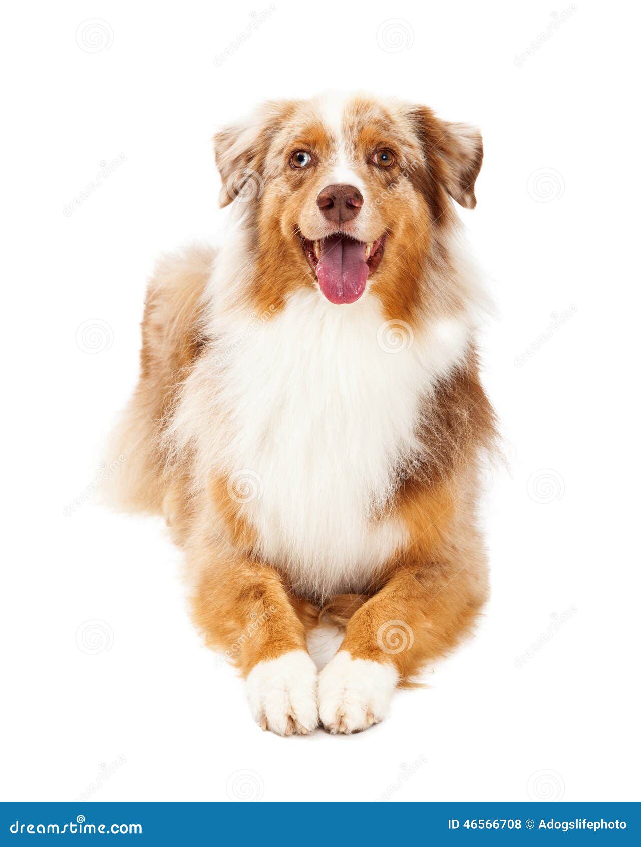 Smiling Australian Shepherd Dog Laying Stock Photo - Image of isolated ...