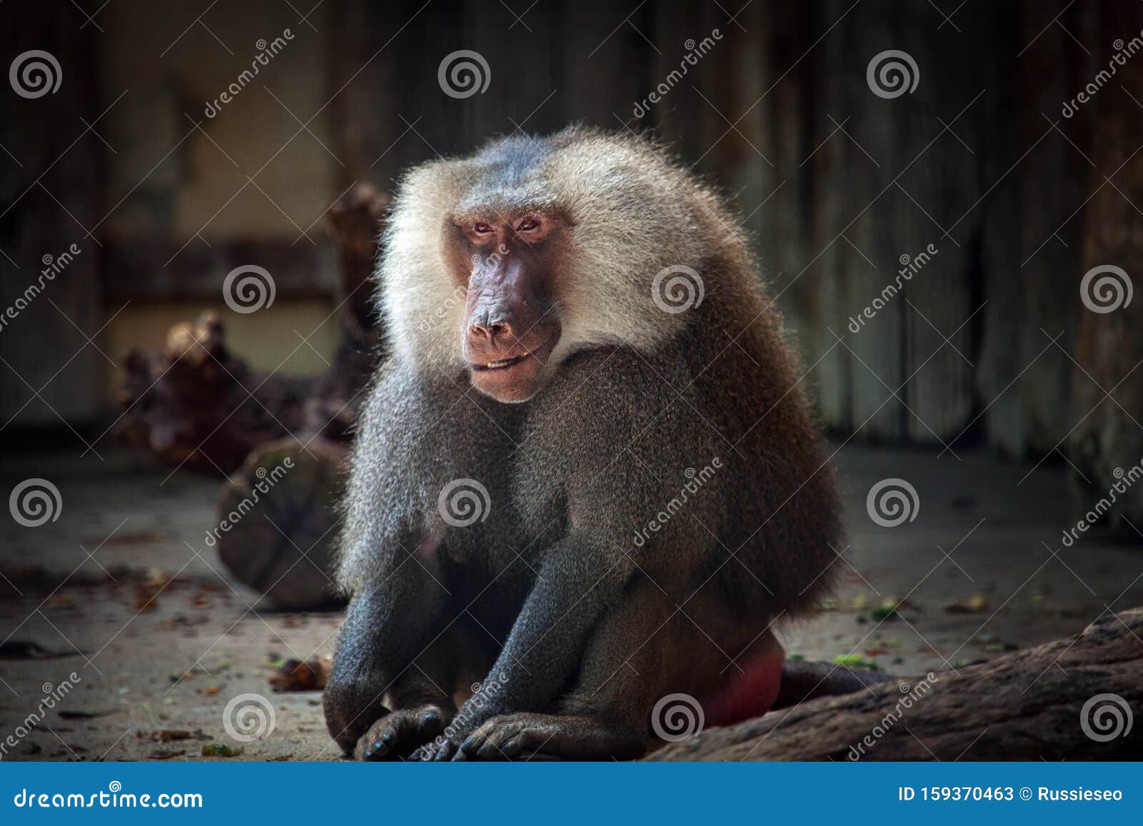 Smiling baboon stock image. Image of male, head, monkey - 159370463