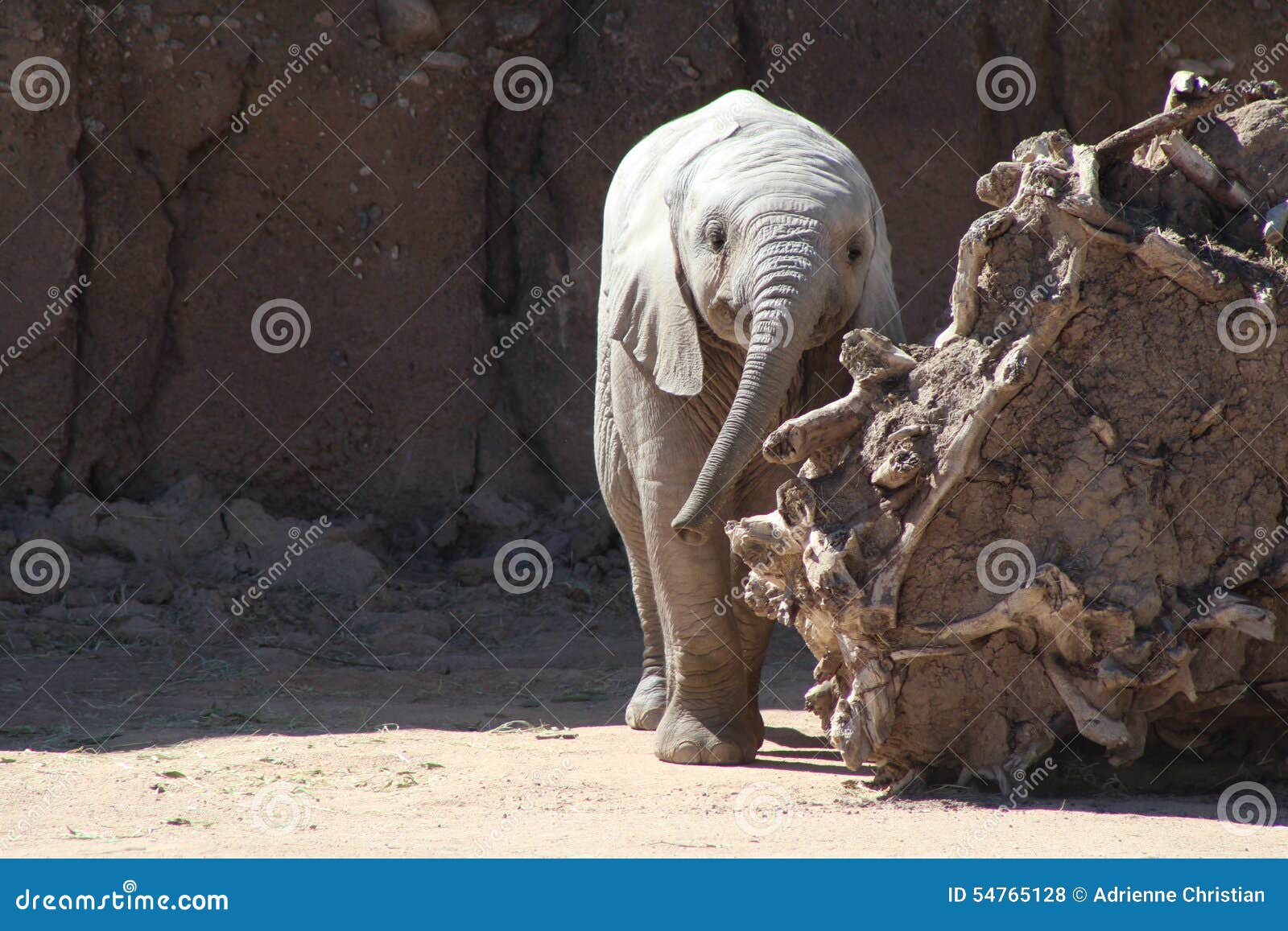 Smiling Baby Elephant stock photo. Image of wildlife - 54765128