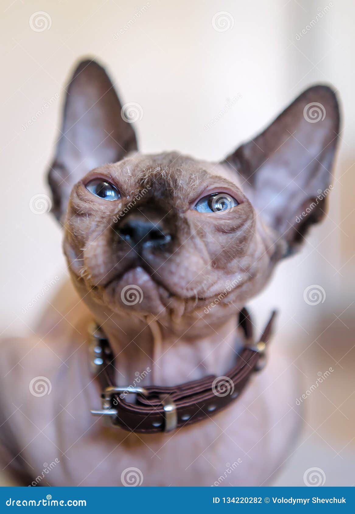 Smiling sphinx kitten stock photo. Image of friends - 134220282