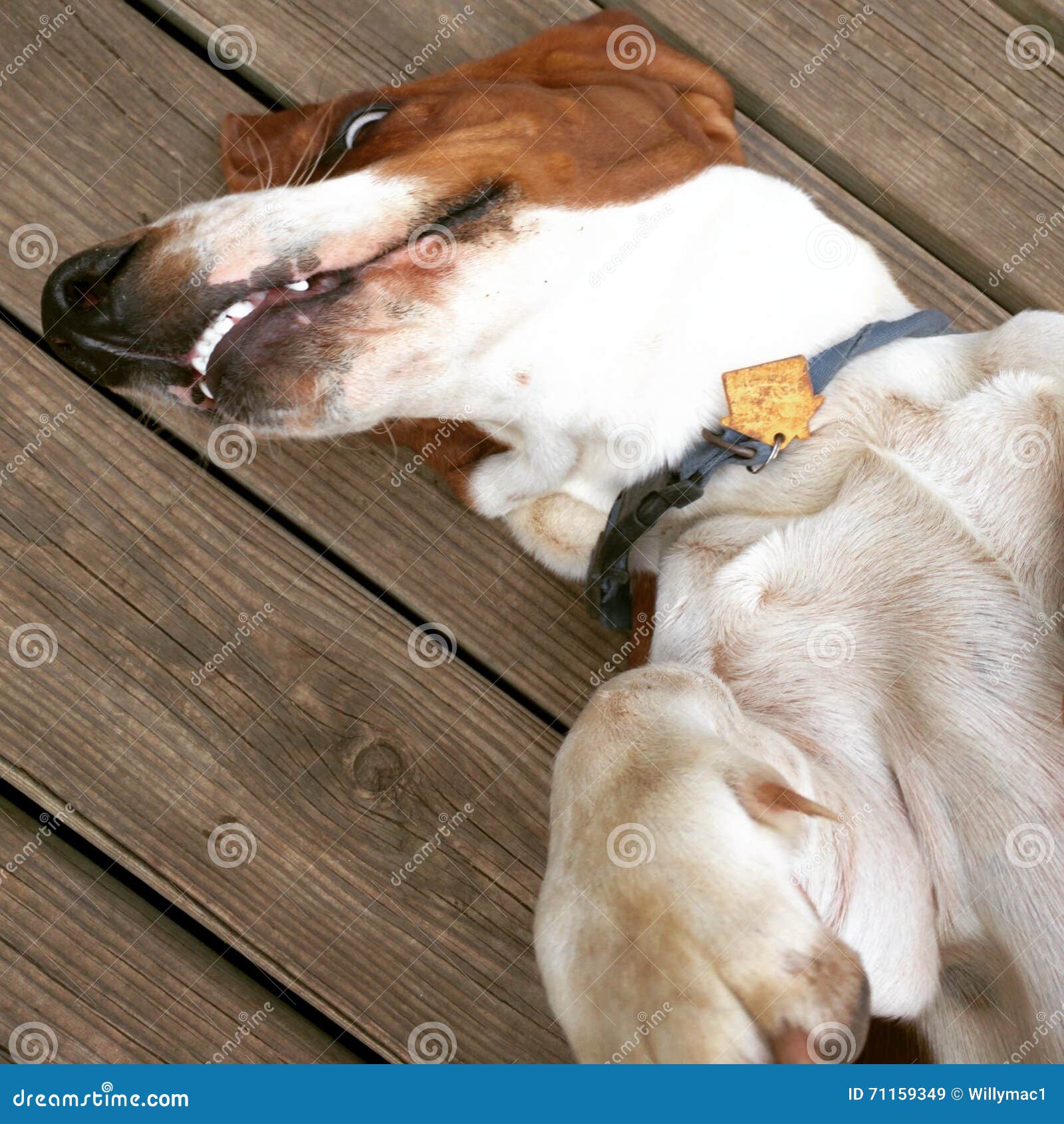 Smiling basset stock image. Image of back, hound, basset - 71159349