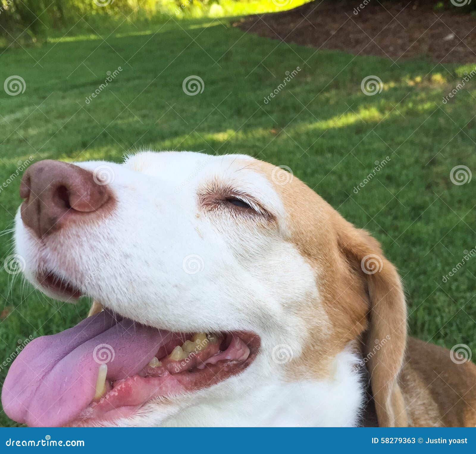 Smiling Beagle stock image. Image of animals, smiling - 58279363