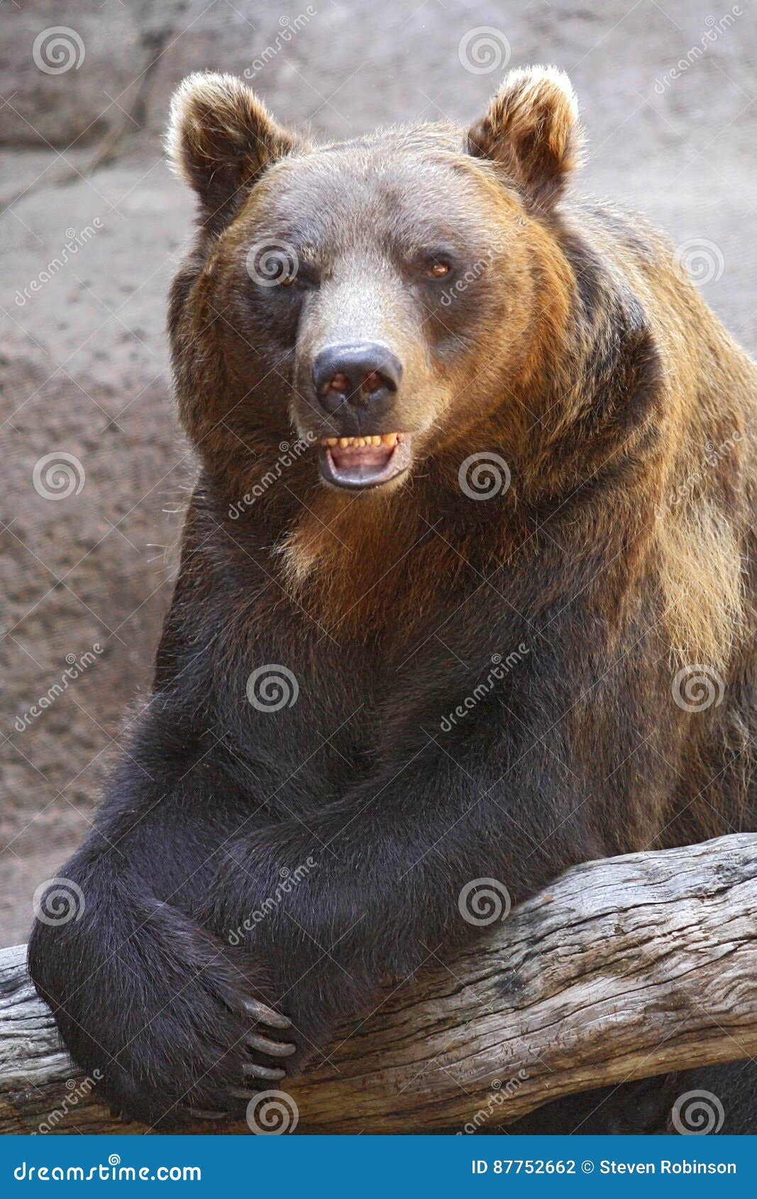 Smiling Bear stock photo. Image of wild, sitting, bear - 87752662