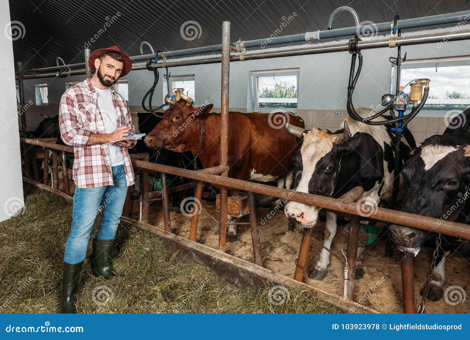 Farmer Taking Notes in Cowshed Stock Photo - Image of stall, cowherd ...